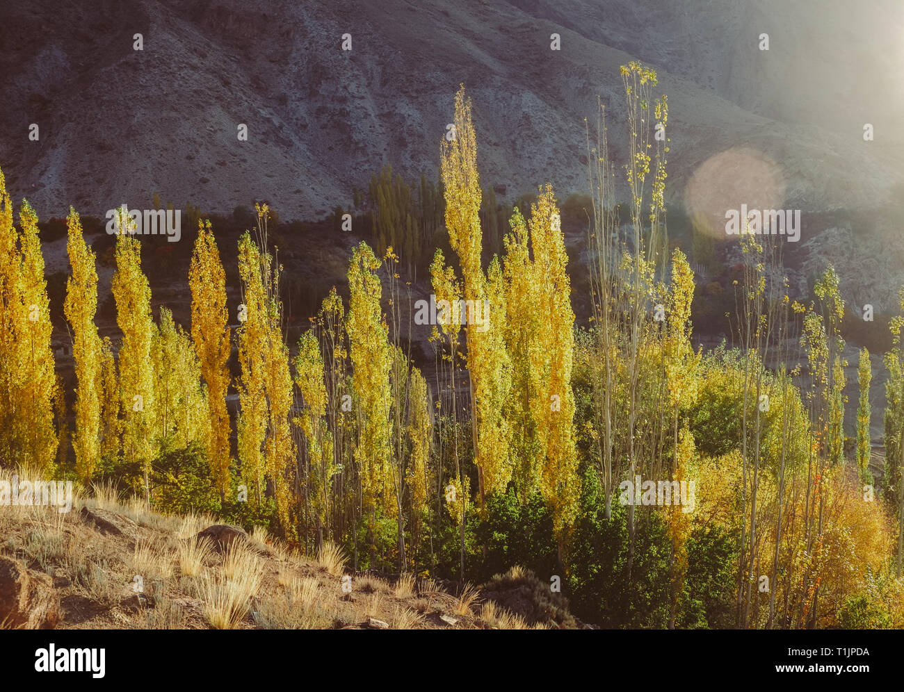 Sunlight lit hi-res stock photography and images - Alamy