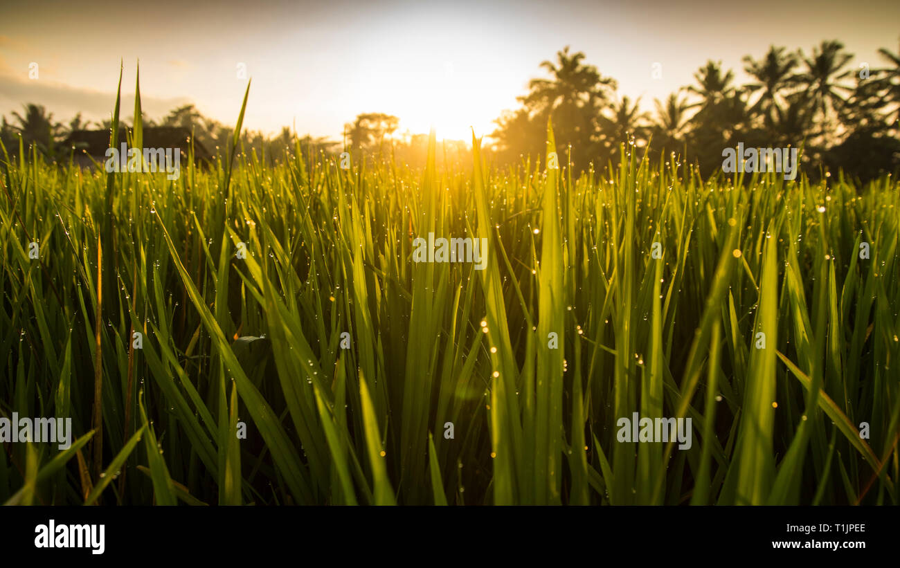Rice field ubud hi-res stock photography and images - Alamy