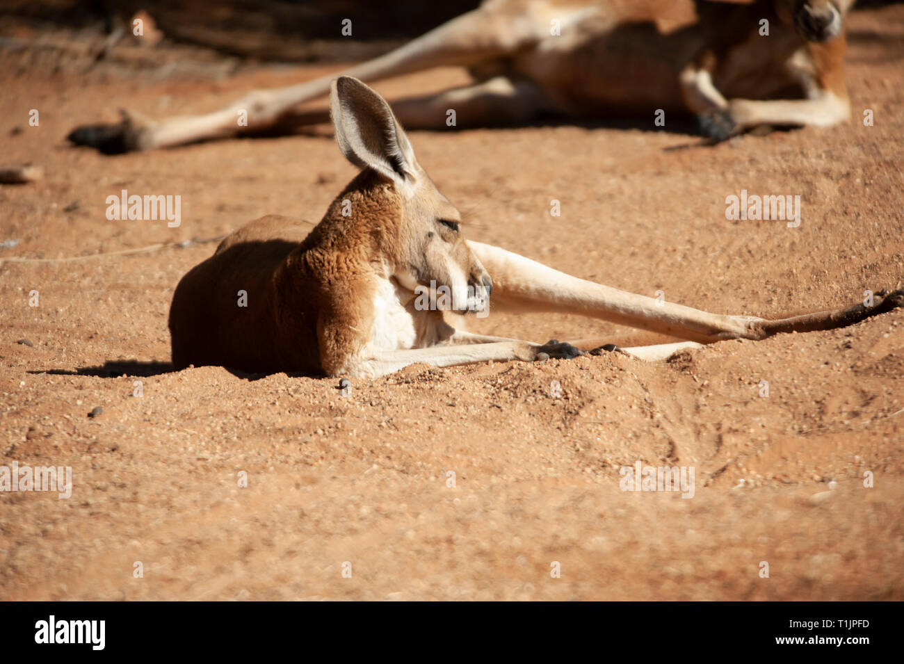Red kangaroos resting near the shaded trees during the day Stock Photo ...