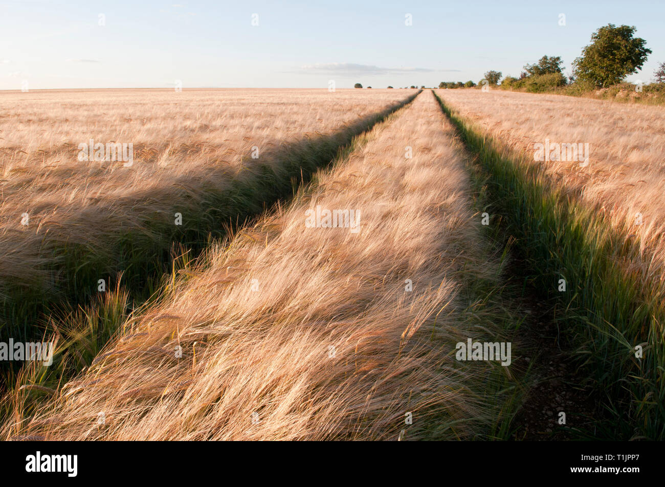 Barley fields in the summer before harvest Stock Photo - Alamy