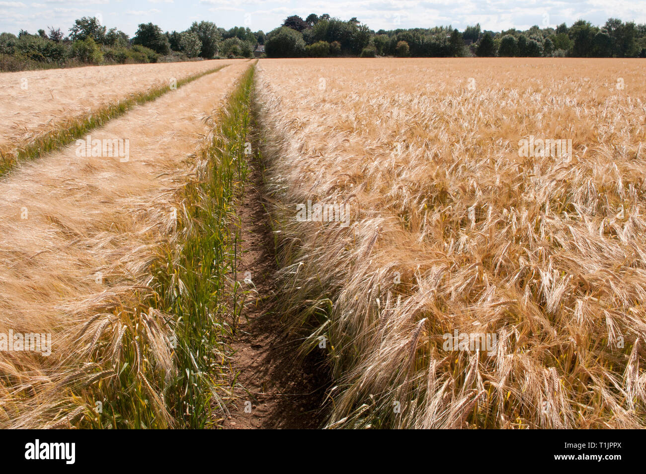 Golden ripened barley growing in hi-res stock photography and images ...