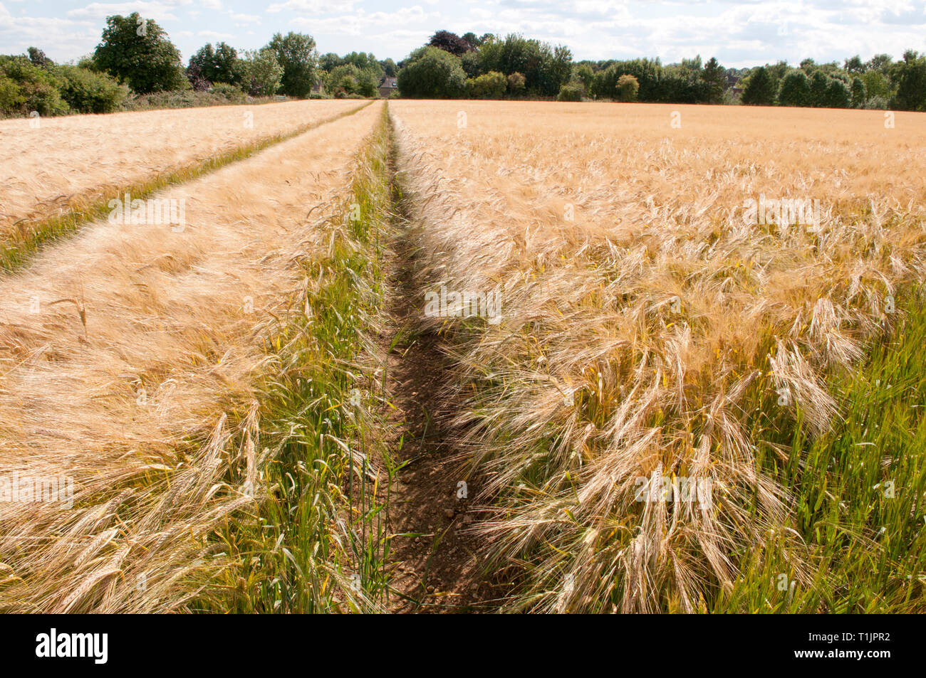 Barley fields in the summer before harvest Stock Photo - Alamy