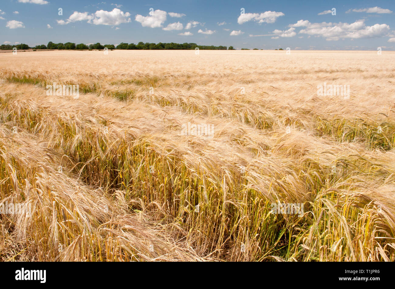 Ripened barley ready for harvest hi-res stock photography and images ...