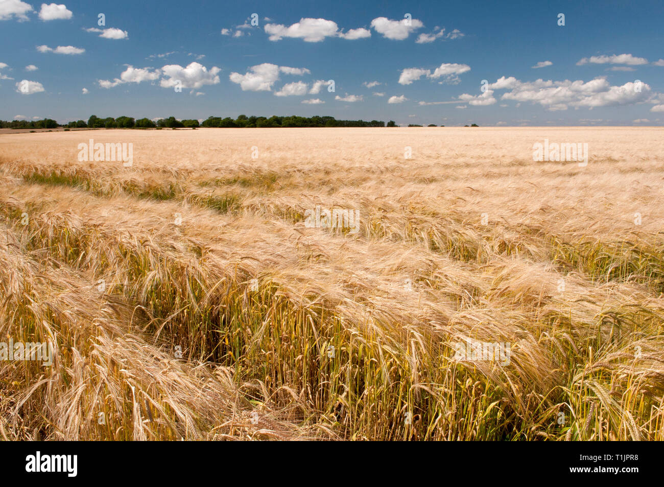 Barley fields hi-res stock photography and images - Alamy