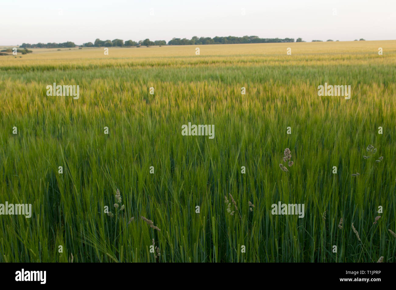 Green rural scene hi-res stock photography and images - Alamy