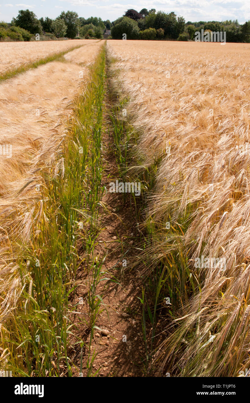 Barley fields hi-res stock photography and images - Alamy