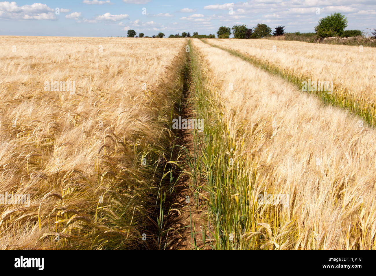 Golden ripened barley growing in hi-res stock photography and images ...