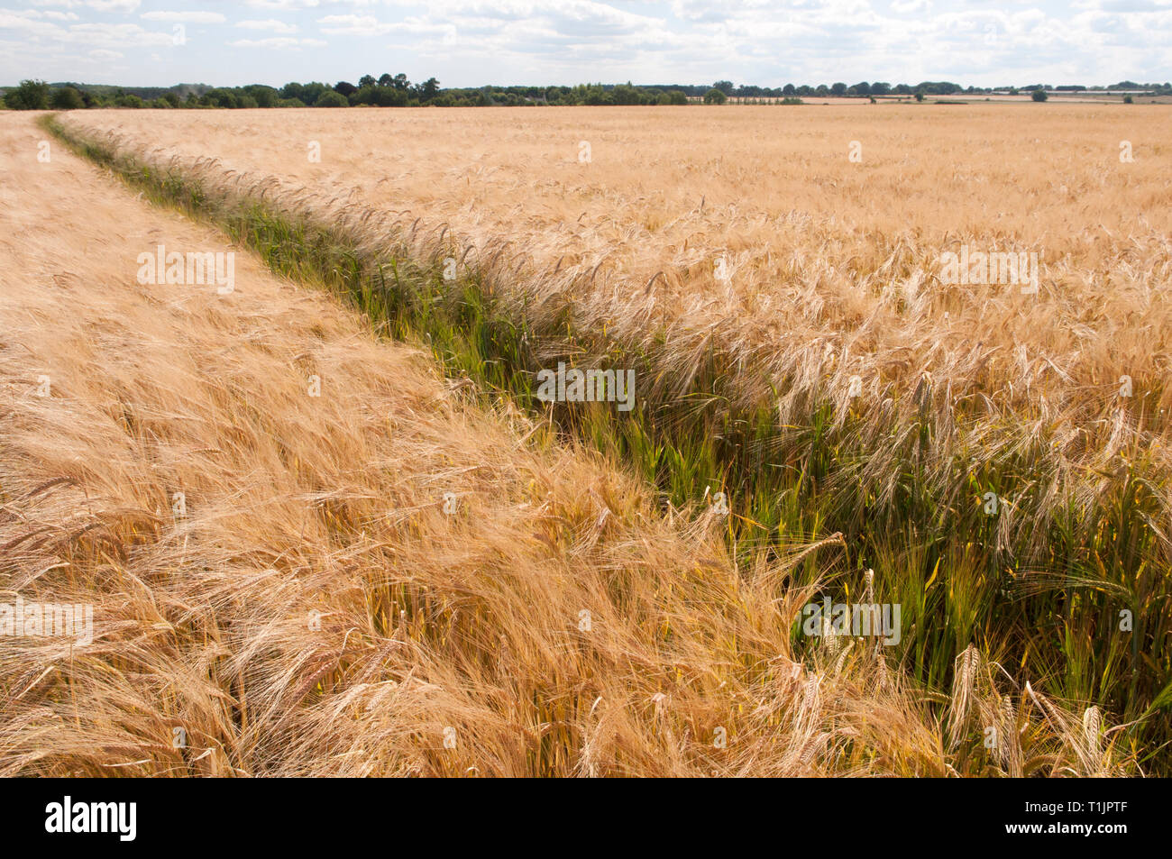 Barley fields hi-res stock photography and images - Alamy