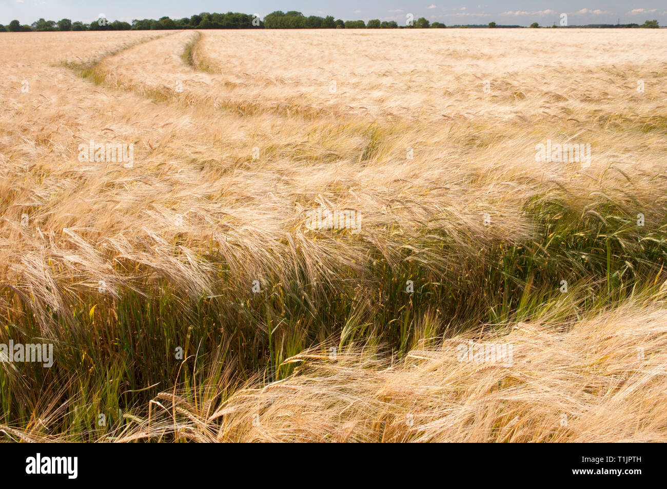 Barley fields hi-res stock photography and images - Alamy