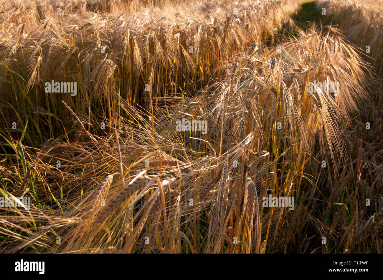 Golden ripened barley growing in hi-res stock photography and images ...