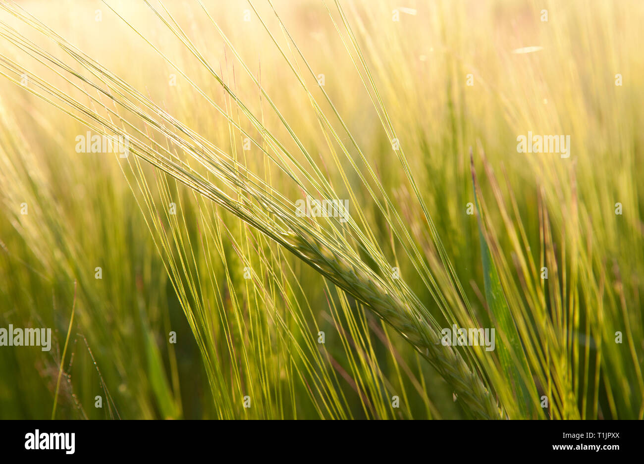 Grain heads agriculture hi-res stock photography and images - Alamy