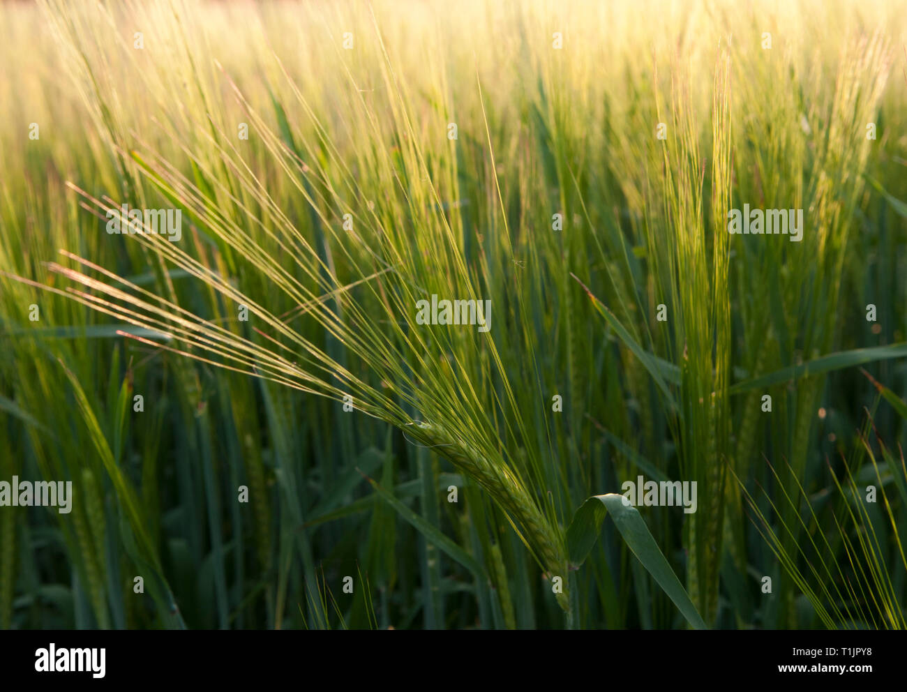 Barley heads hi-res stock photography and images - Alamy