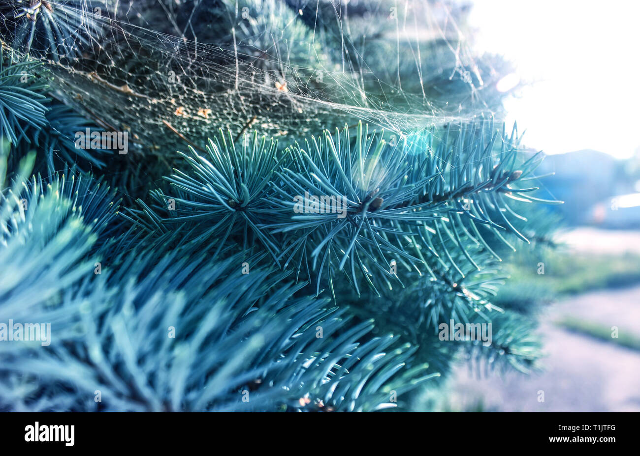 Tree branches and greenery hi-res stock photography and images - Alamy