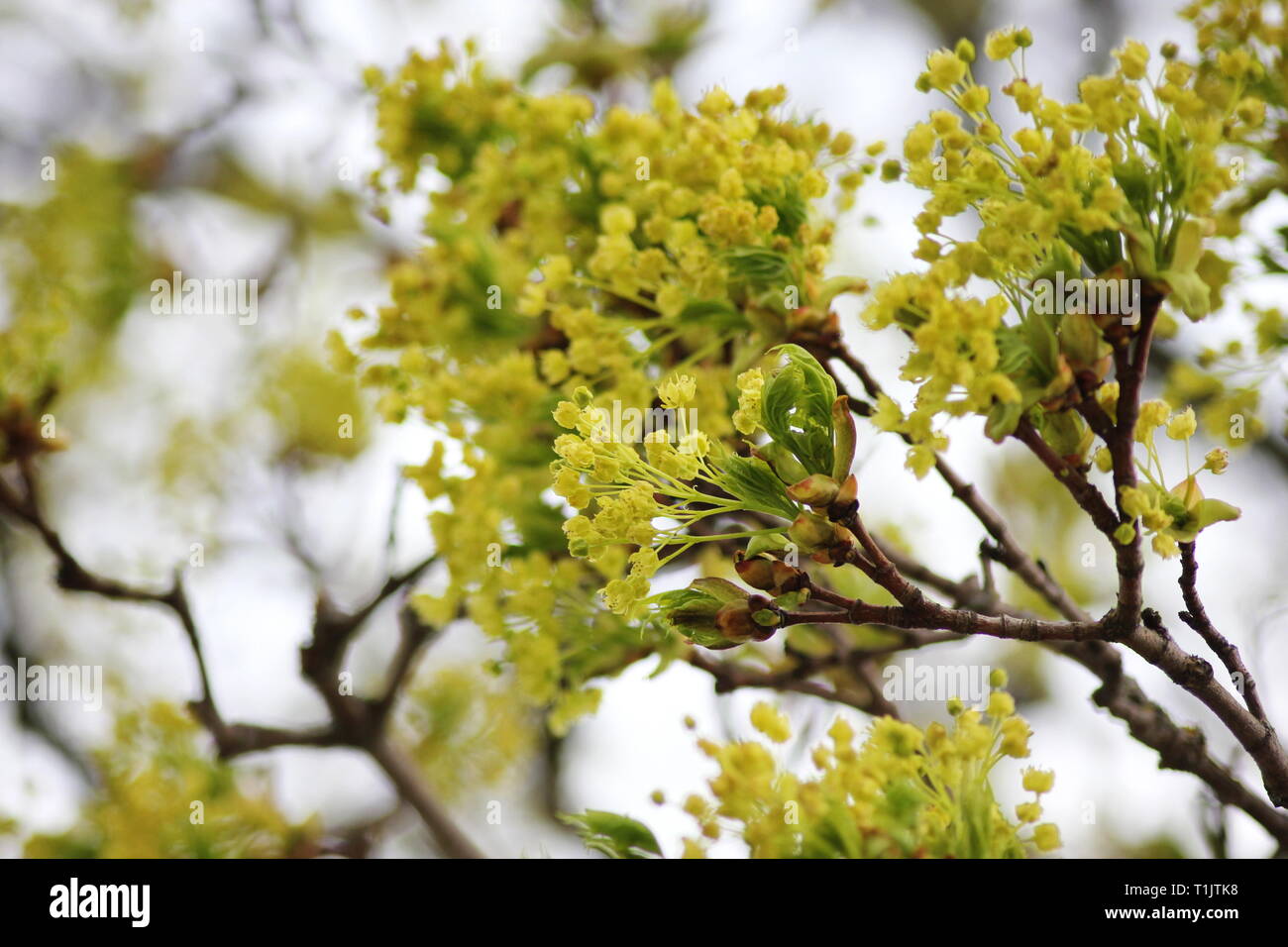 Trees starting to bloom hi-res stock photography and images - Alamy
