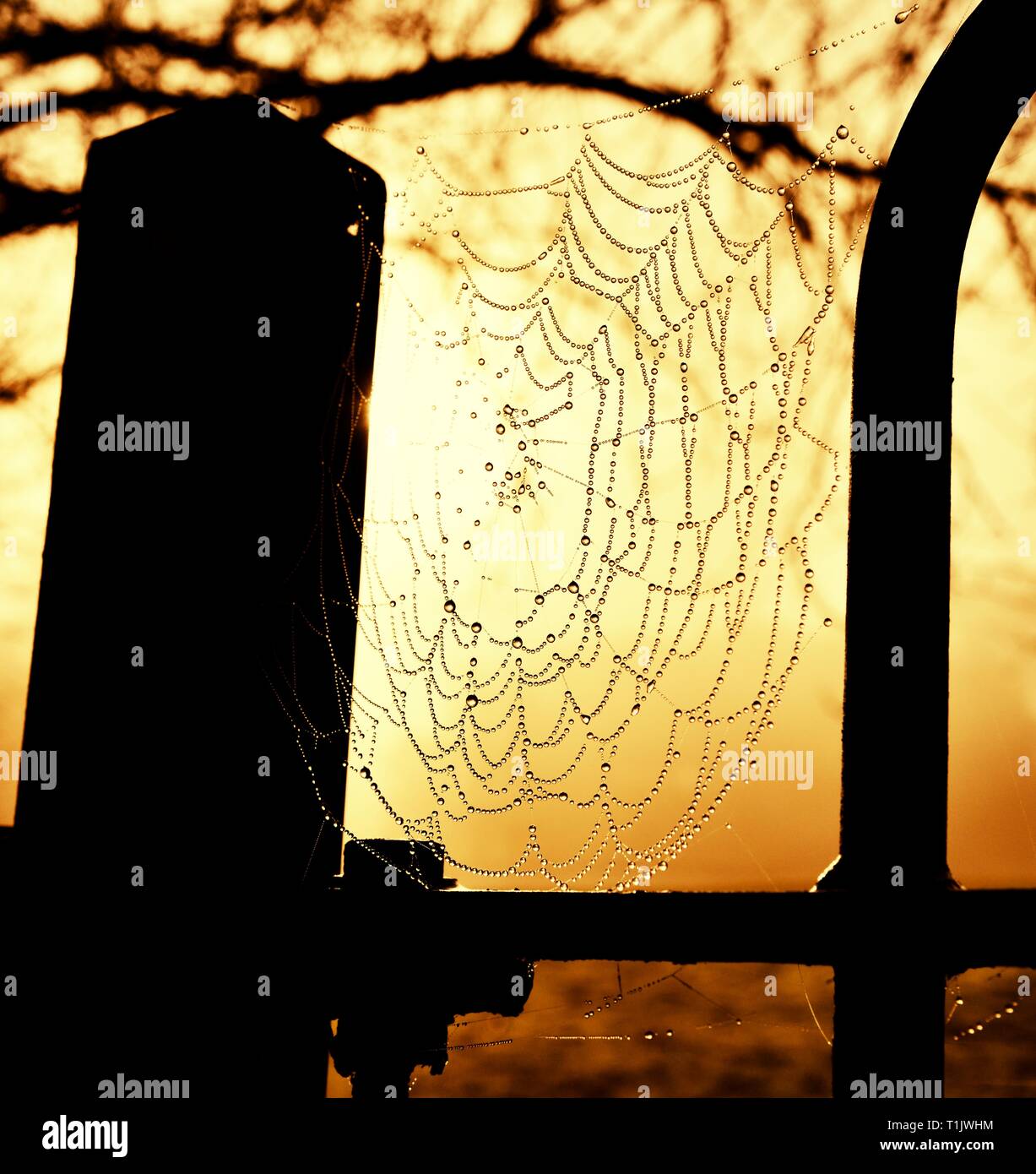 Spider web gate hi-res stock photography and images - Alamy