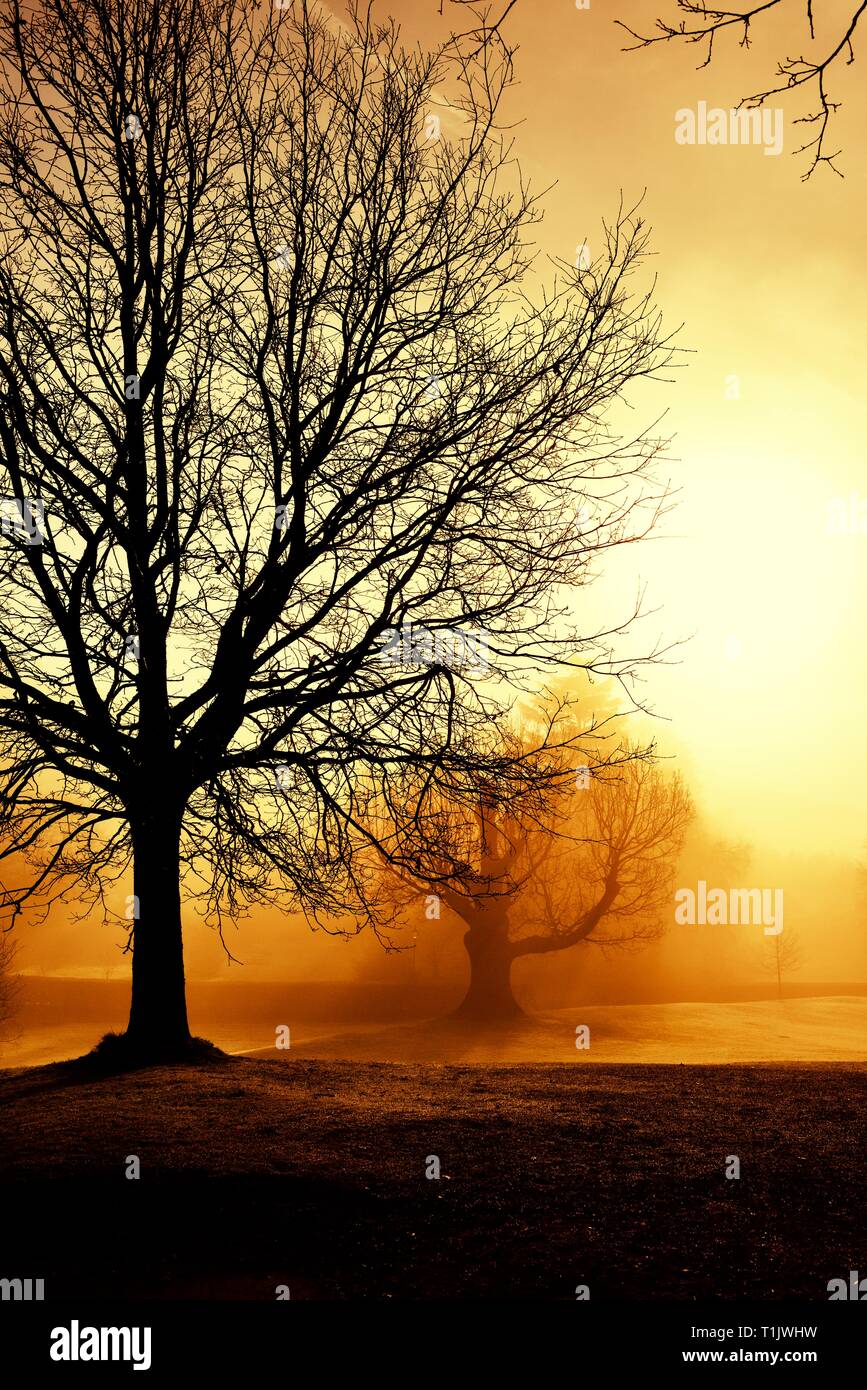 A misty morning in. Glebe park,Bowness on Windermere,Lake District ...