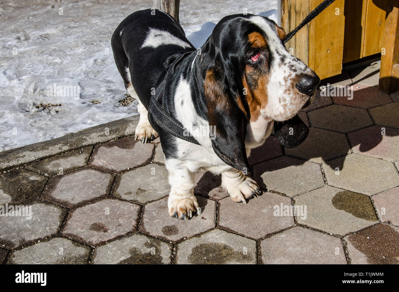 The Basset Hound is a short-legged breed of dog of the hound family ...