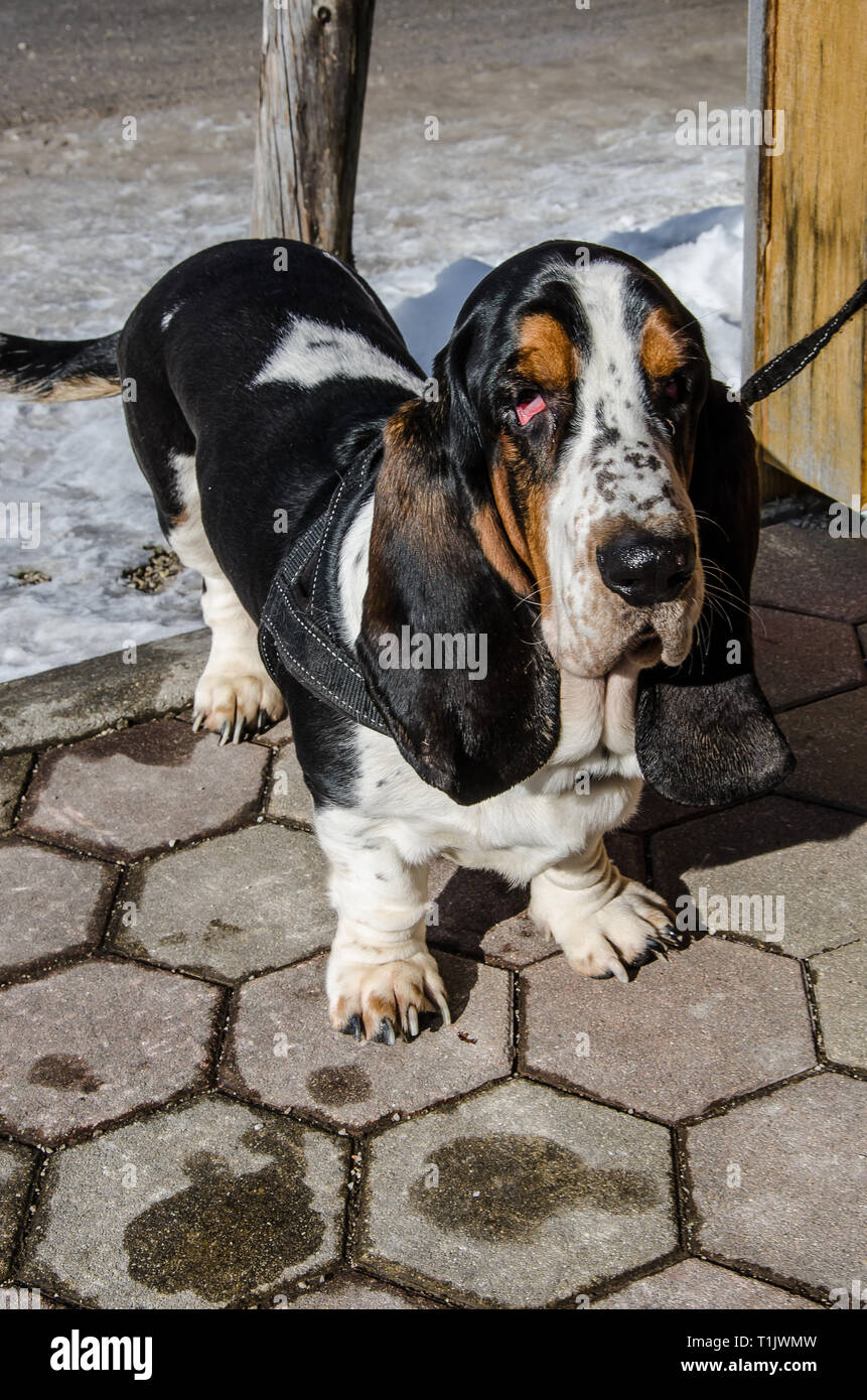 The Basset Hound is a short-legged breed of dog of the hound family ...