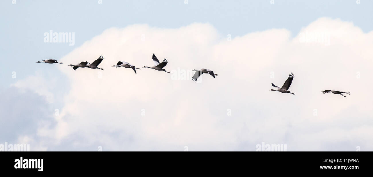 Common Crane in Flight Stock Photo - Alamy
