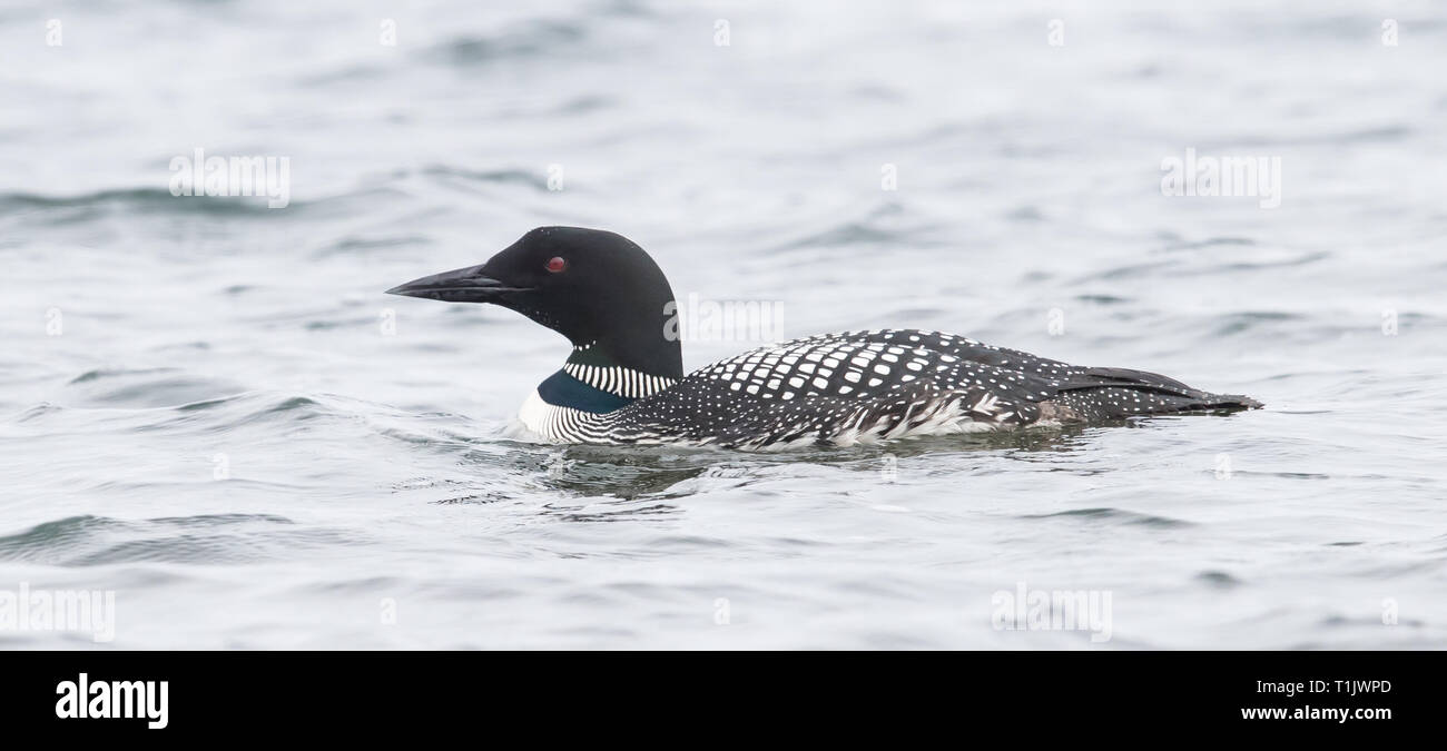Great Northern Diver Stock Photo - Alamy