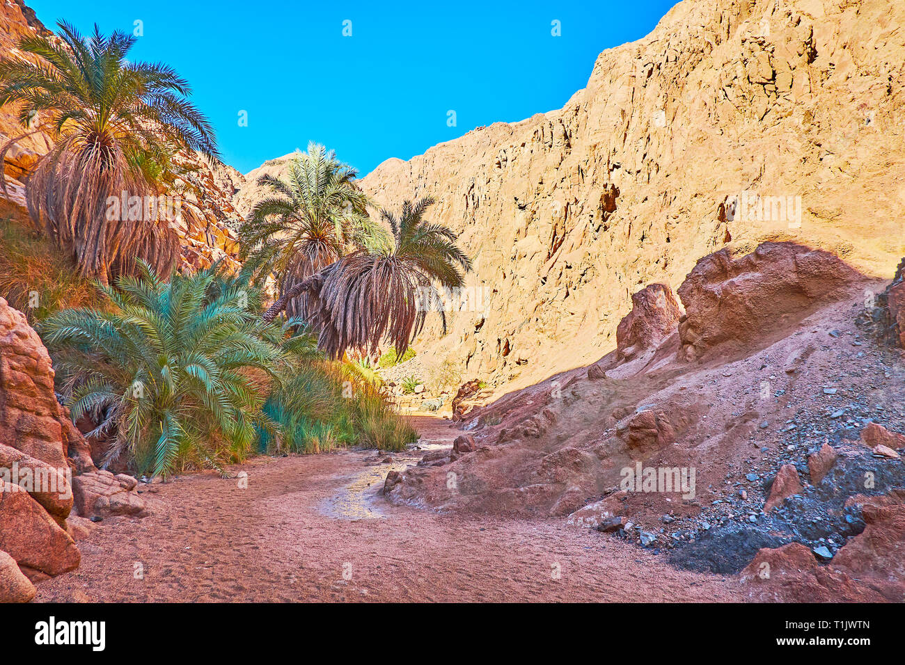 The small oasis area with lush palm trees in shade of the rocks in ...