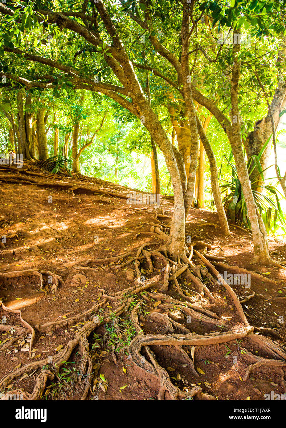 Dense with plants hi-res stock photography and images - Alamy