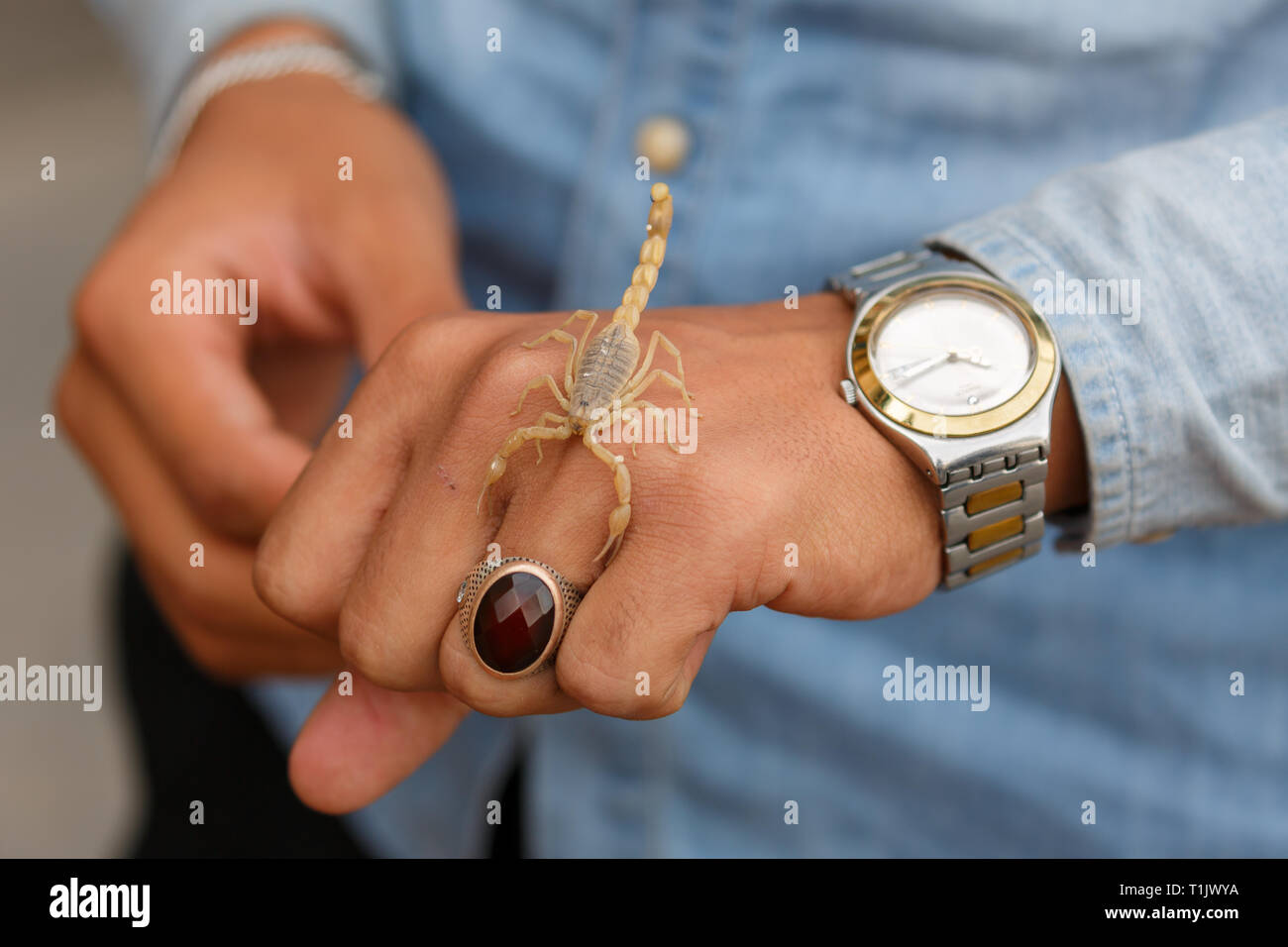 Scorpions on hand hi-res stock photography and images - Alamy