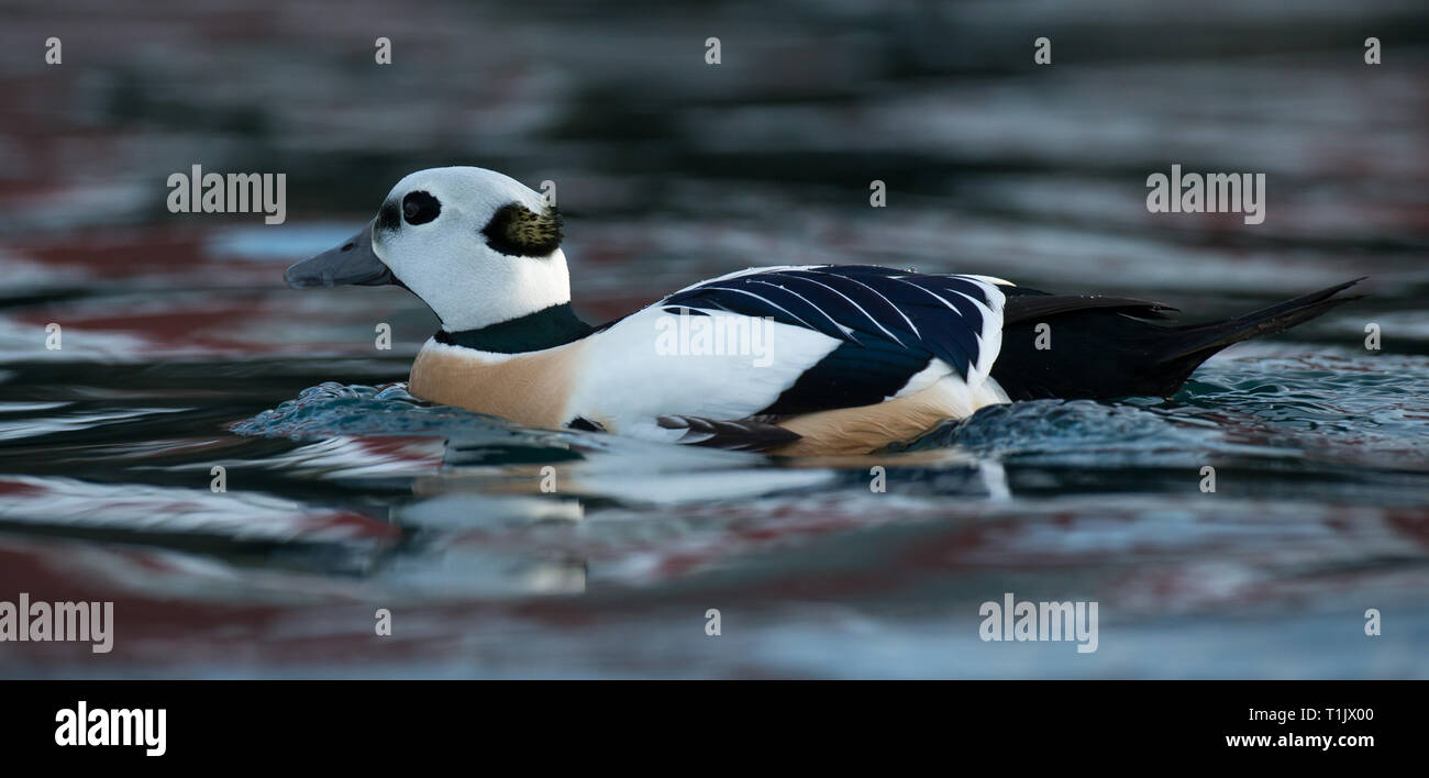 Steller's eider winter hi-res stock photography and images - Alamy