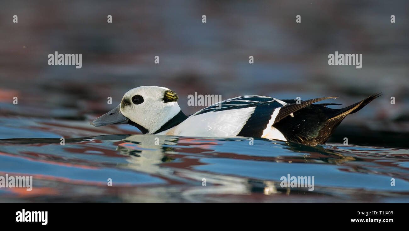 Steller's eider winter hi-res stock photography and images - Alamy