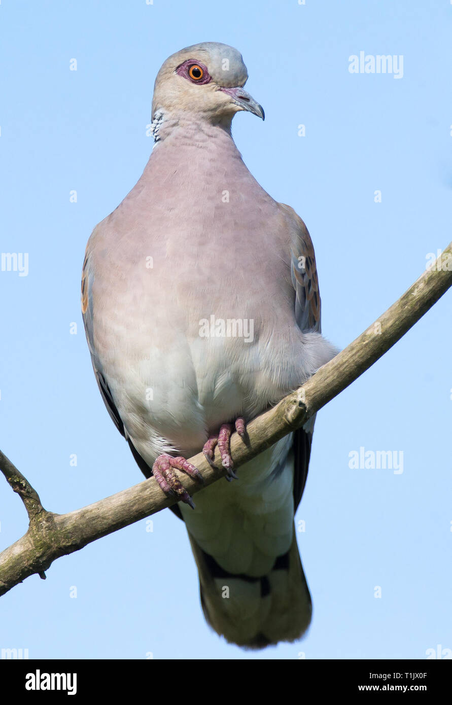 Rare dove hi-res stock photography and images - Alamy