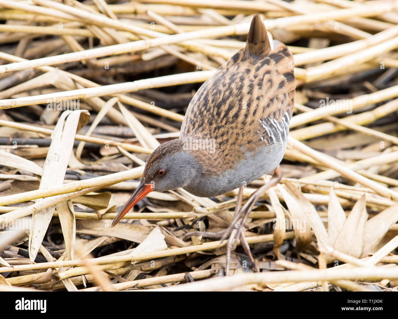 Elusive rail hi-res stock photography and images - Alamy