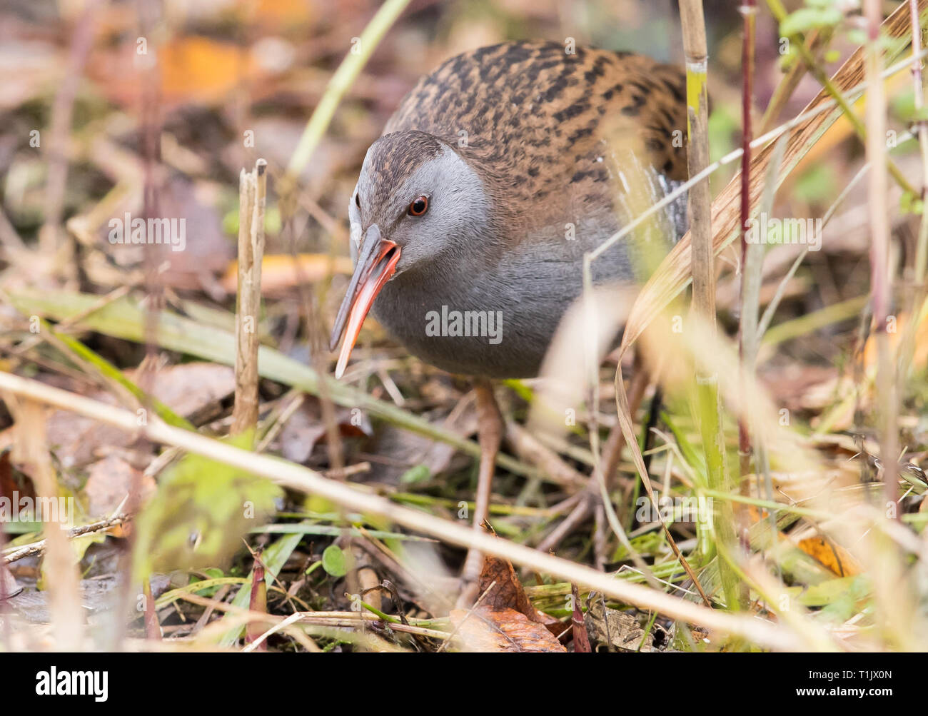 Elusive water rail hi-res stock photography and images - Alamy