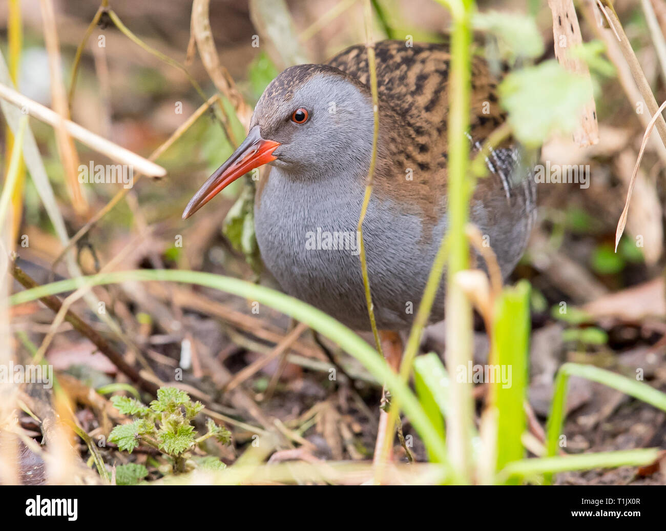 Elusive water rail hi-res stock photography and images - Alamy