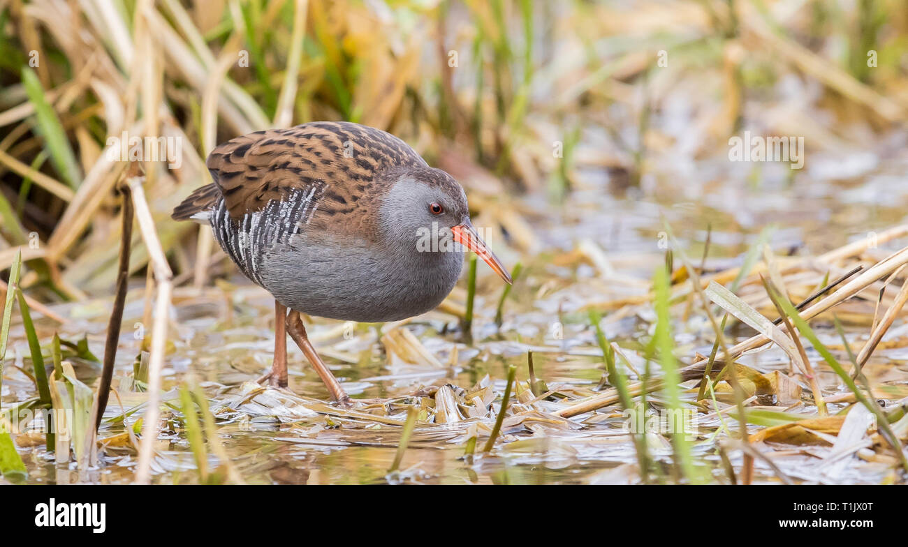 Elusive water rail hi-res stock photography and images - Alamy