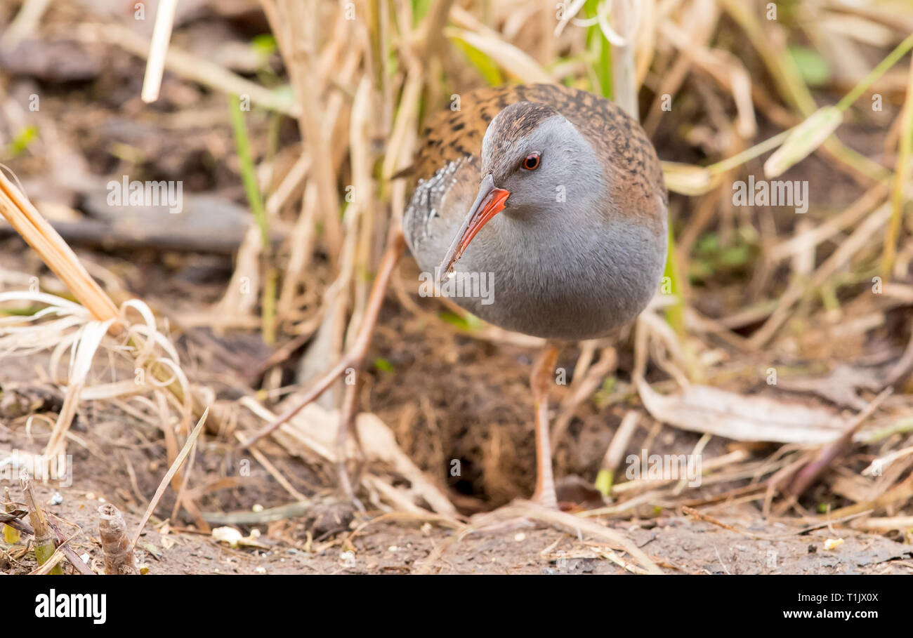 Elusive water rail hi-res stock photography and images - Alamy