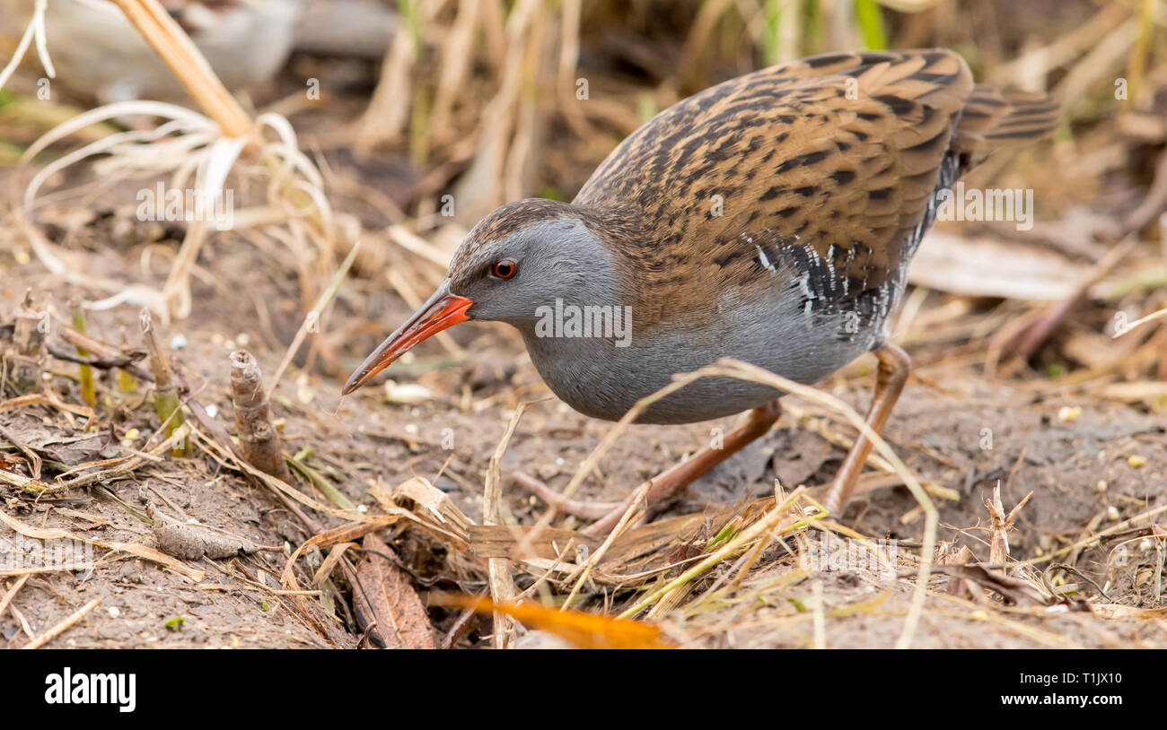 Elusive water rail hi-res stock photography and images - Alamy