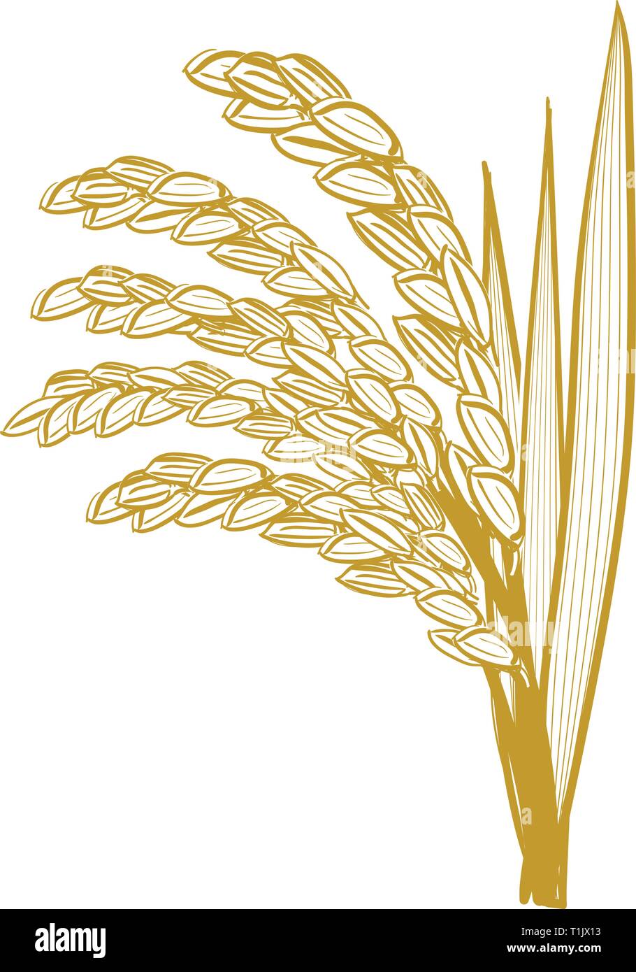 Rice Grain Vector Png