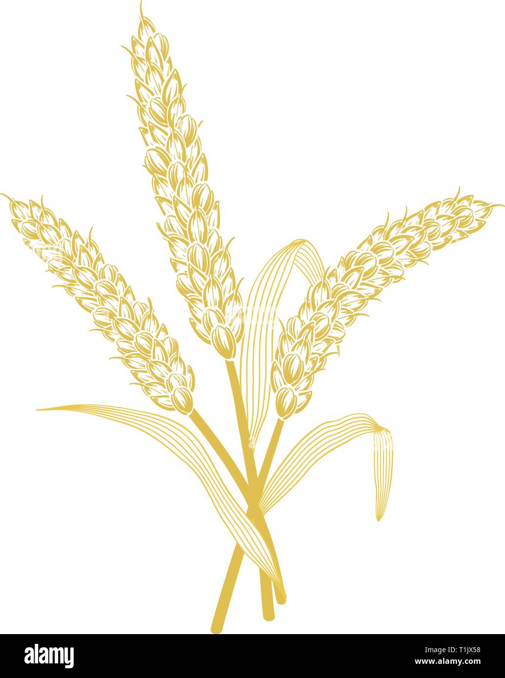Corn grain vector vector vectors hi-res stock photography and images ...