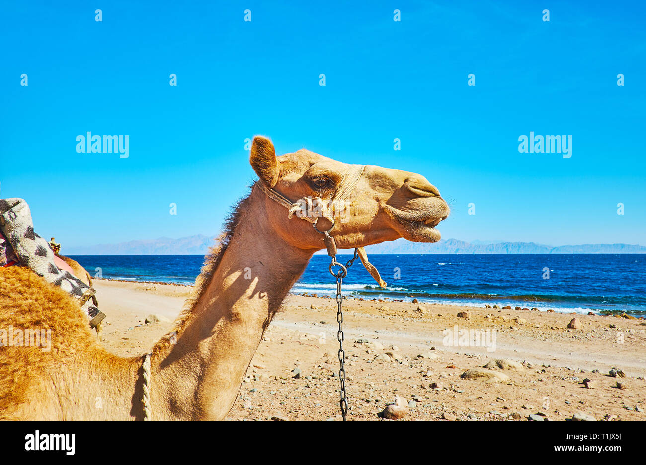 The close-up of the camel, sitting on the beach of Aqaba gulf, Dahab ...