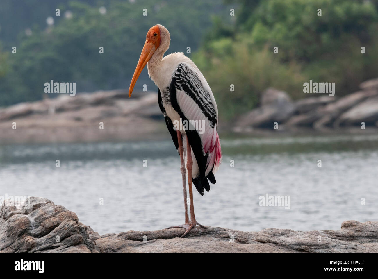 Painted Stork in Kaveri River,Karnataka,India Stock Photo - Alamy