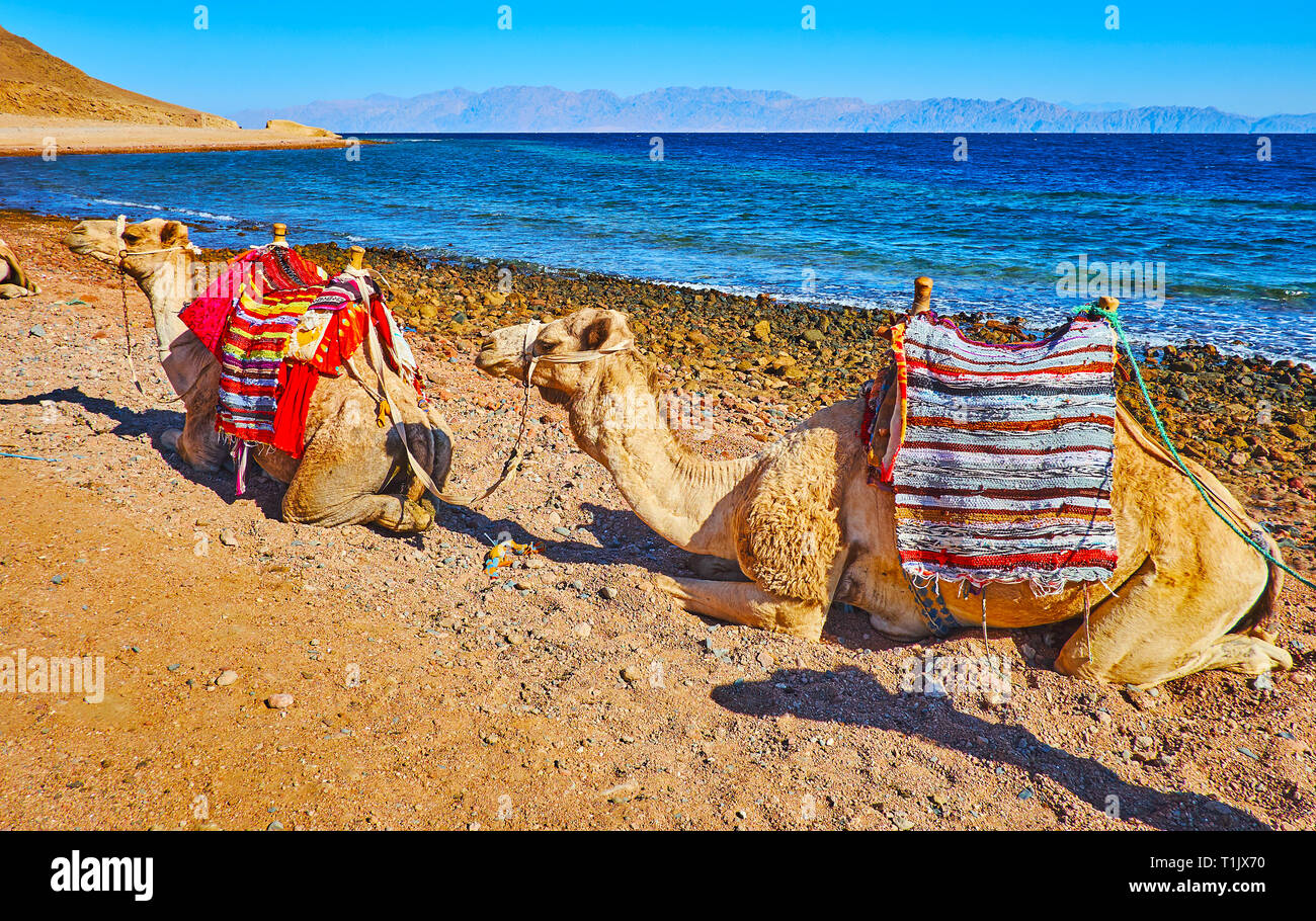 Animals take a rest during the stop of camel train on the shore of ...