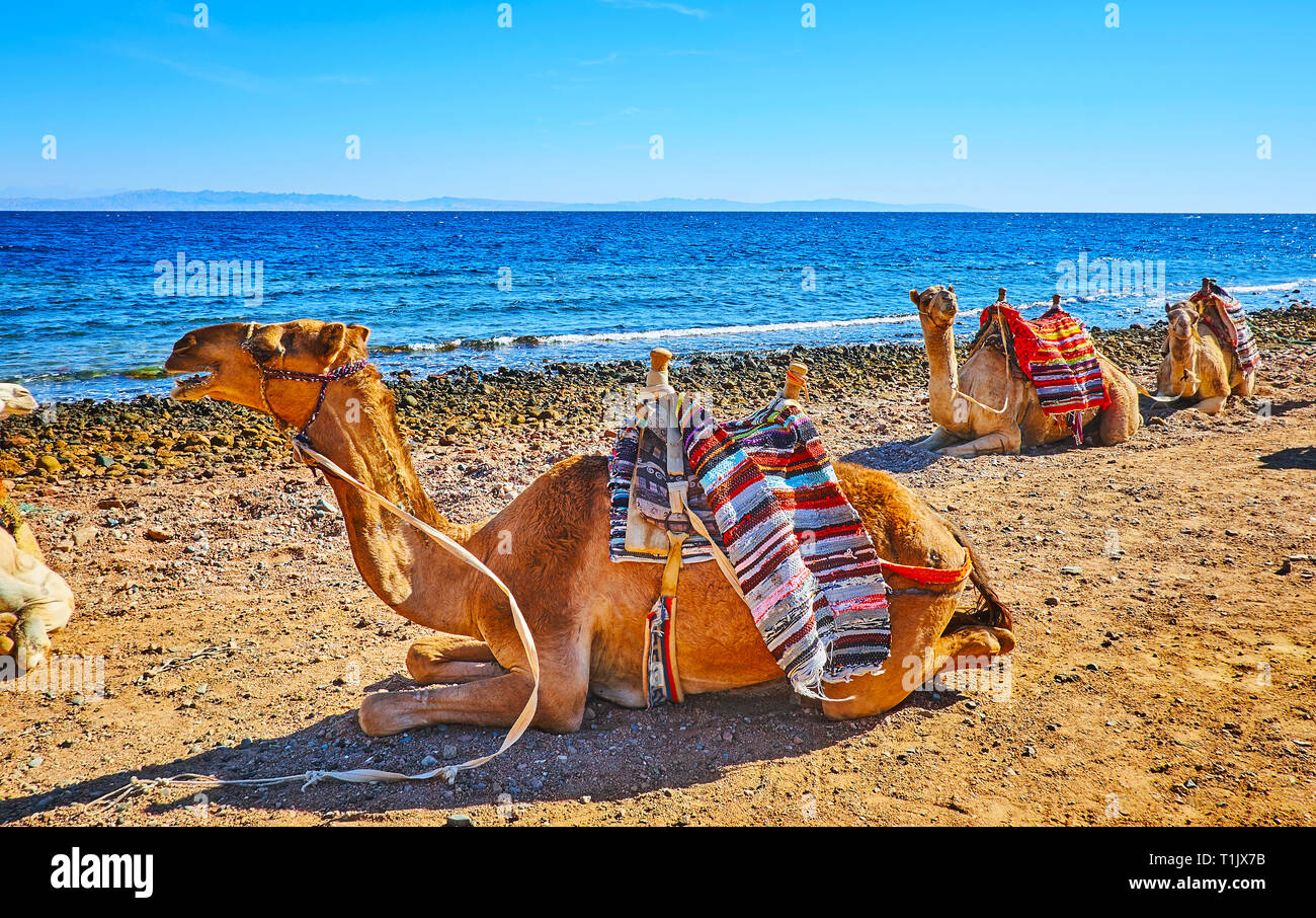 The camels, known as the ships of the desert, take a rest on shore of ...
