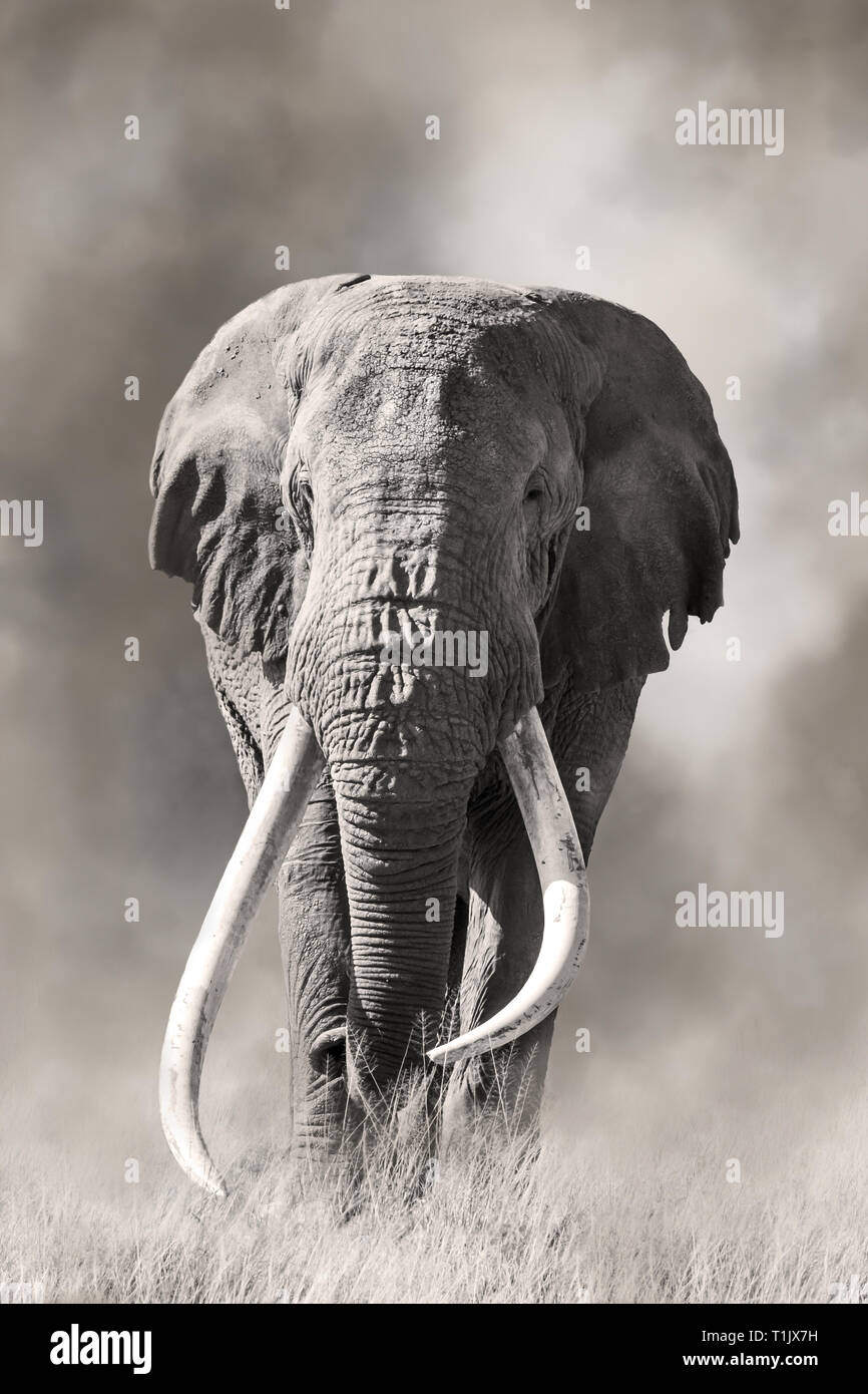 Giant tusked bull elephant, Tusker Tim, in Amboseli, Kenya, in a cloud ...