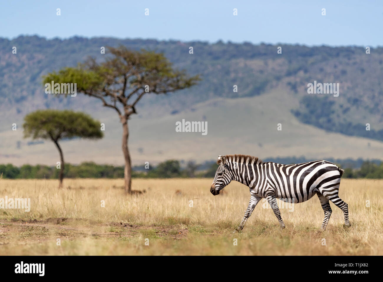 Savanna zebra acacia trees hi-res stock photography and images - Alamy