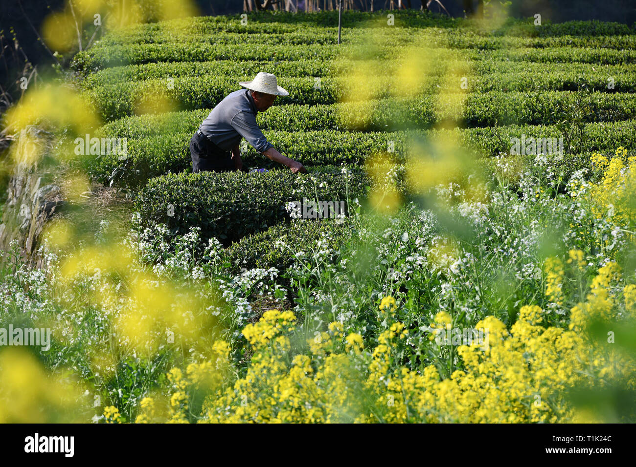 Maoping tea hi-res stock photography and images - Alamy