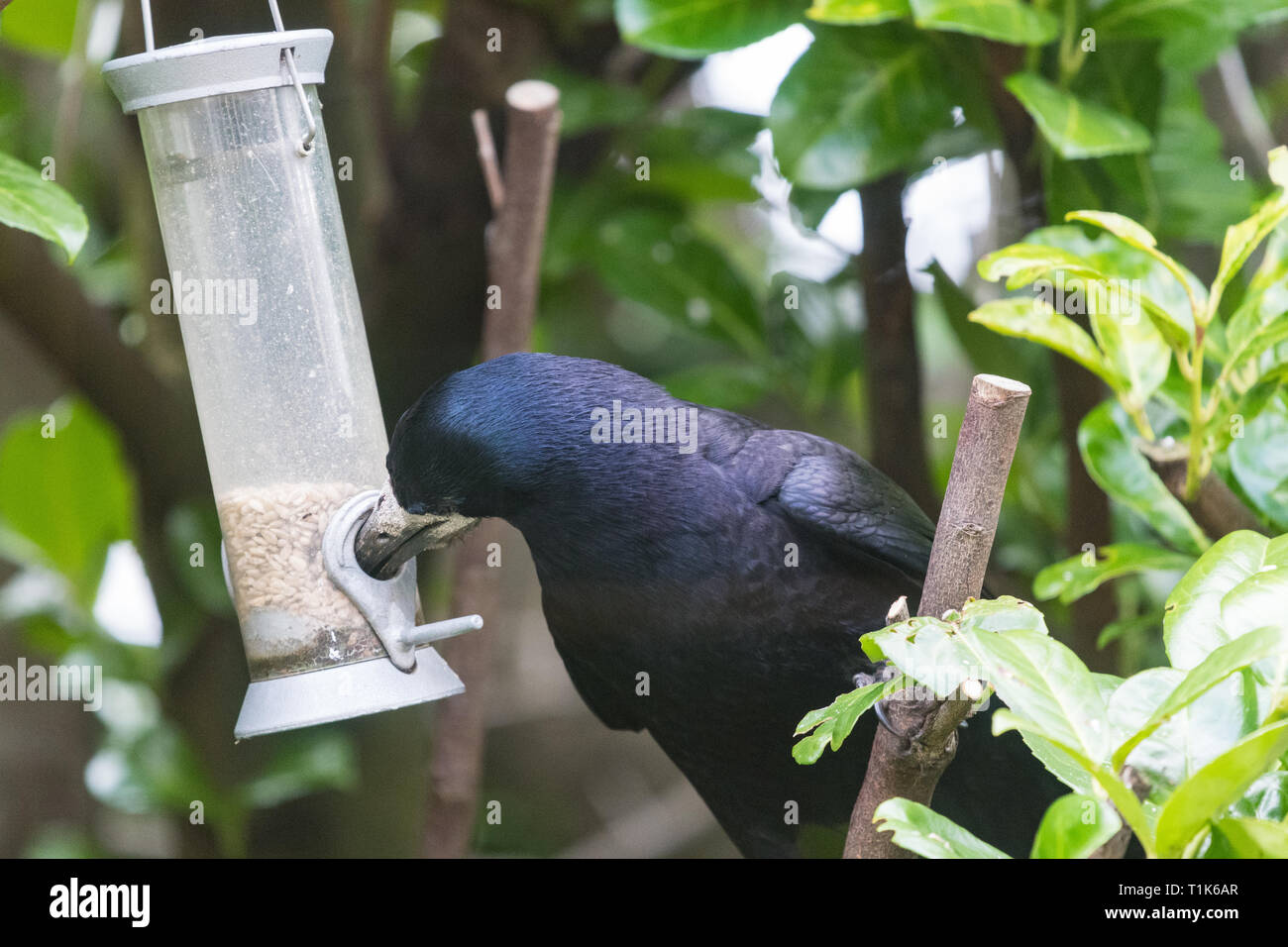 Letting go bird hi-res stock photography and images - Alamy