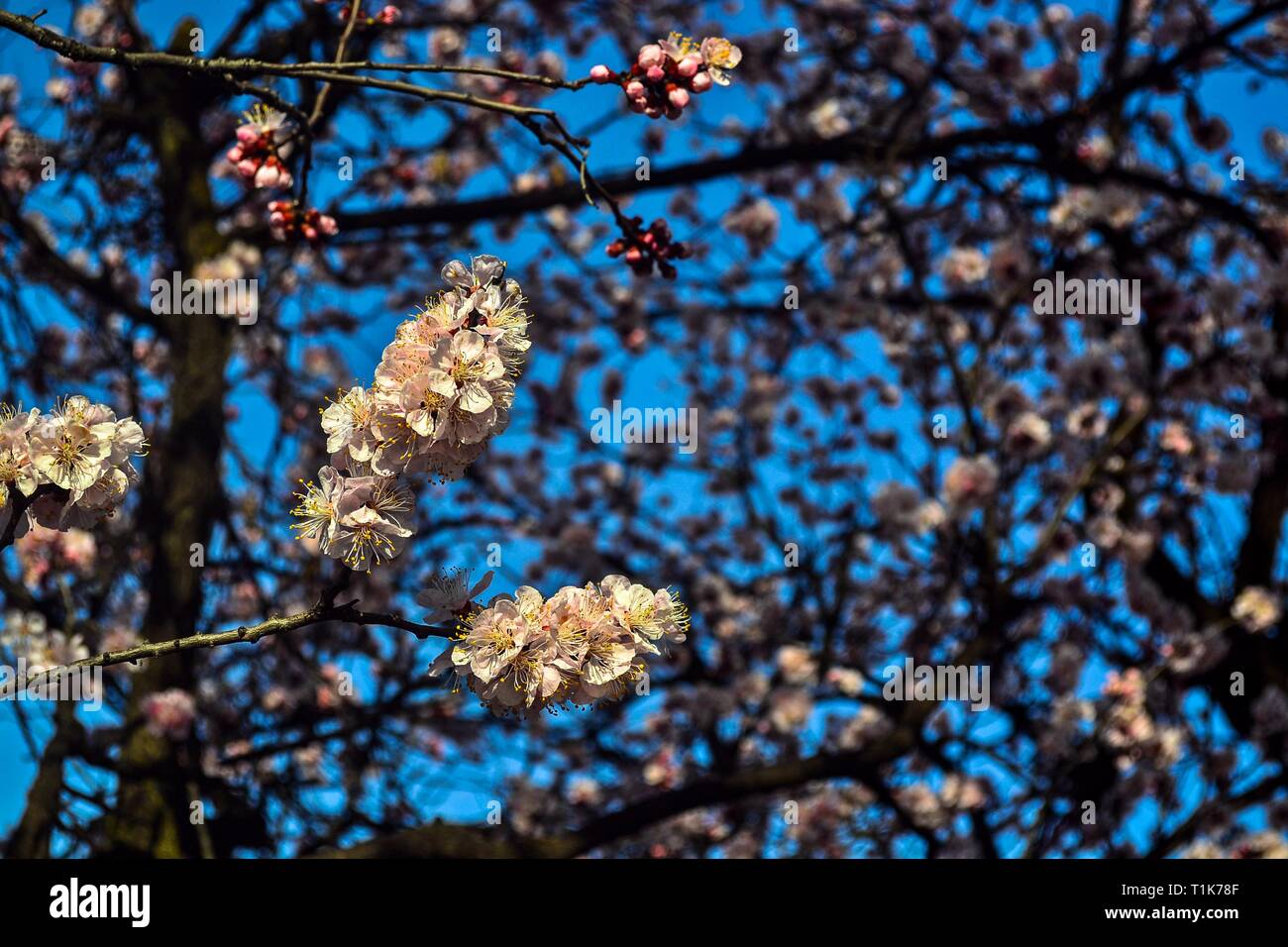March 27, 2019 - Srinagar, J&K, India - A view of the Almond blossoms ...