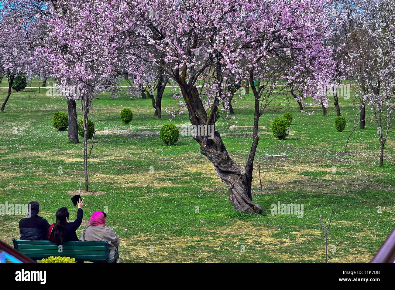 Badam trees hi-res stock photography and images - Alamy