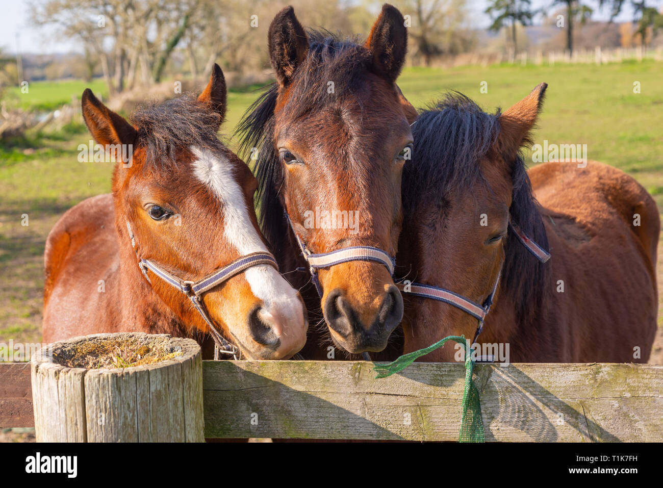 Horses Looking Over A Fence High Resolution Stock Photography and ...