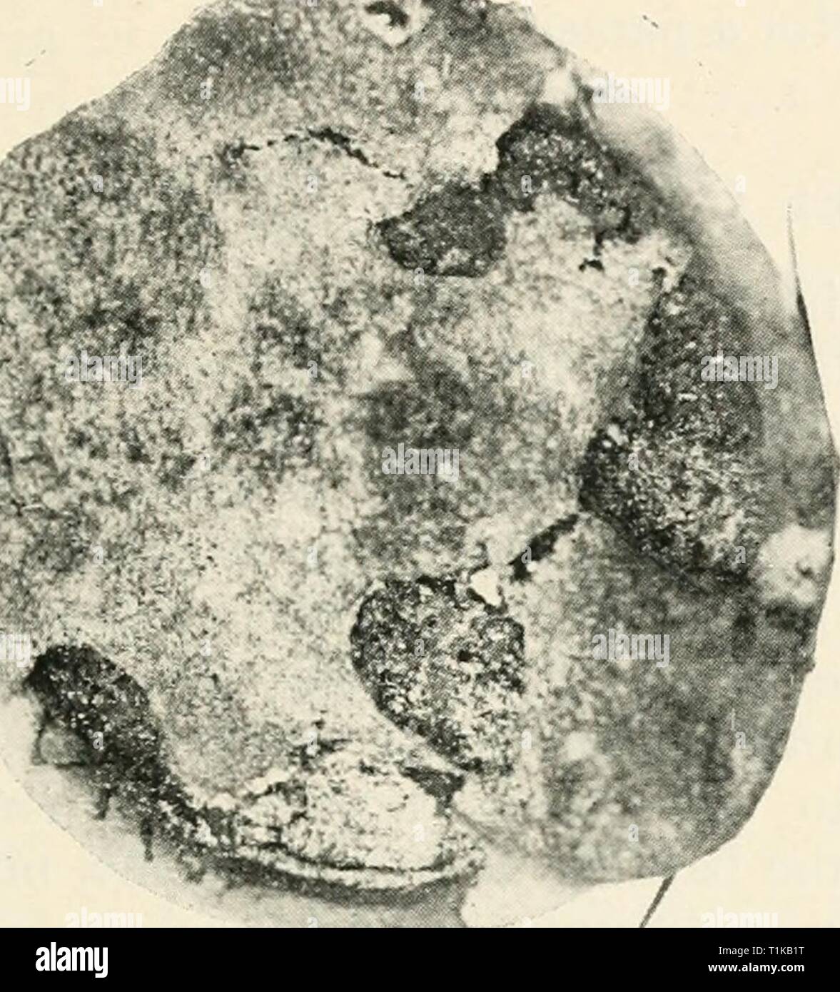 Elliptical spores hi-res stock photography and images - Alamy